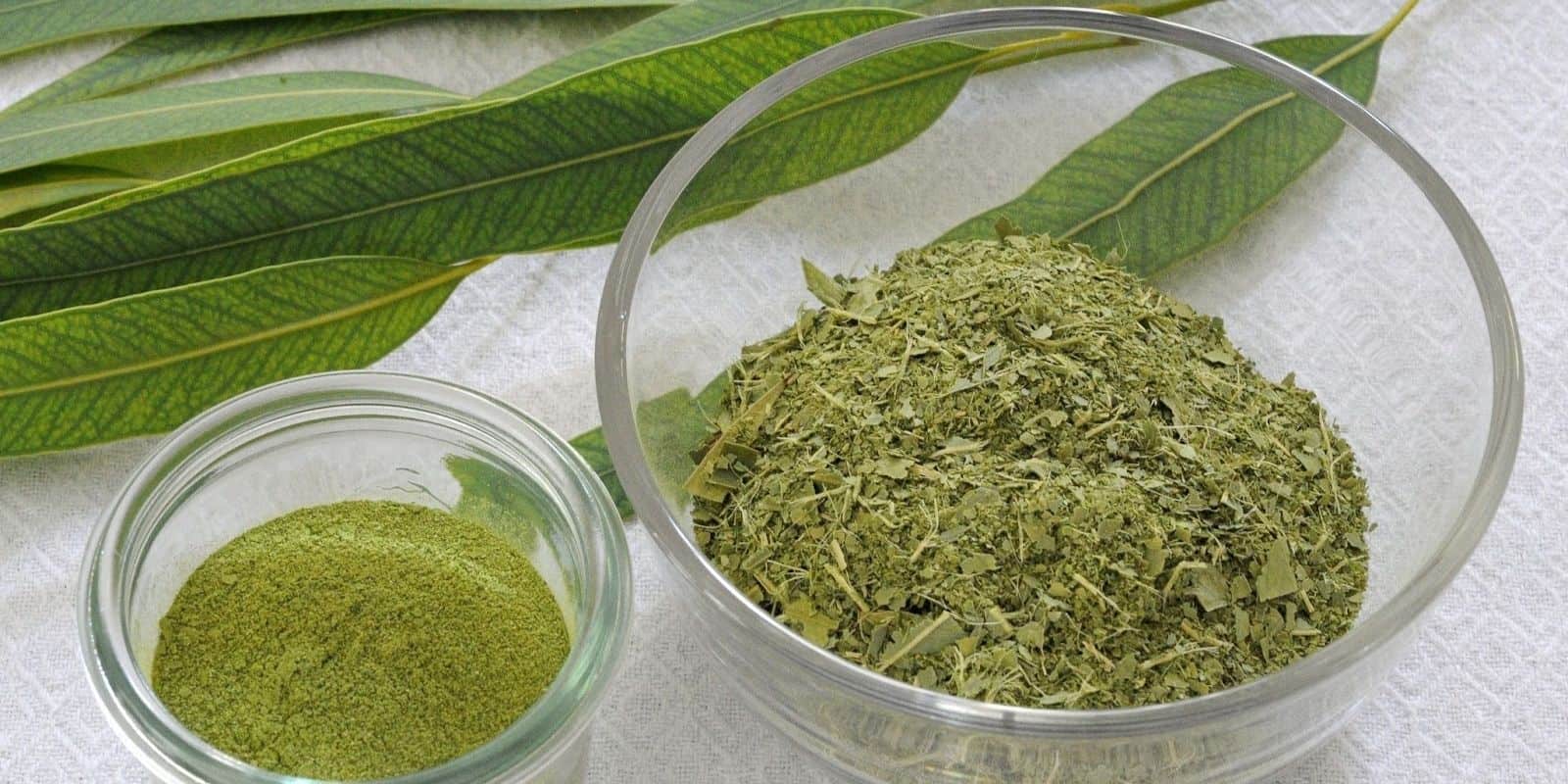 5 Superb Benefits of Soothing Eucalyptus Tea