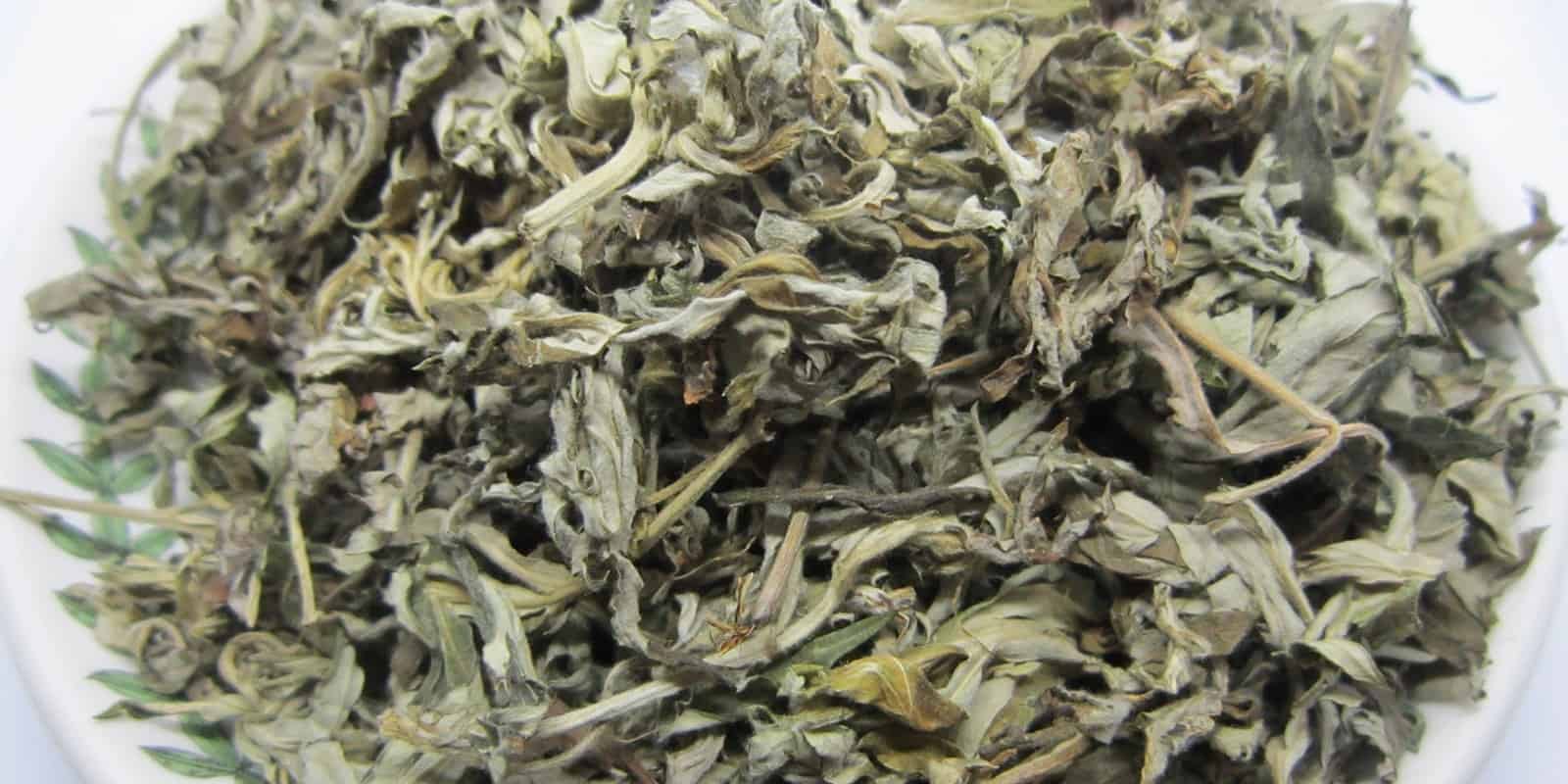 7 Evidence-Based Benefits of Drinking Mugwort Tea