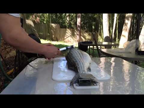 What is a Fish Scaler? Simply Explained