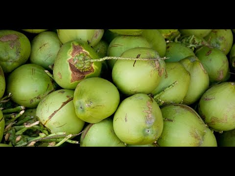 Coconut Opener Mastery: Step-by-Step Guide